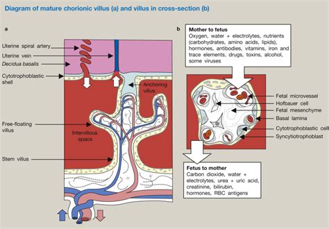 Functions Of The Placenta Anaesthesia Intensive Care Medicine