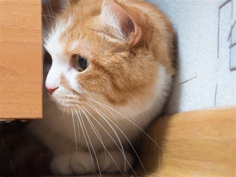 Help My Cats Been Diagnosed With FIC Fear Free Happy Homes