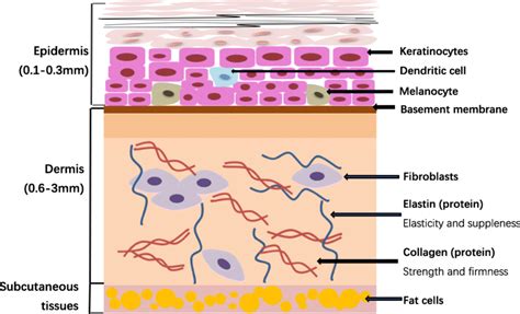 Structure Of Human Skin And Cell Types In Epidermis And
