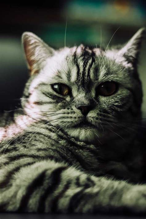 American Shorthair Facts Find Facts