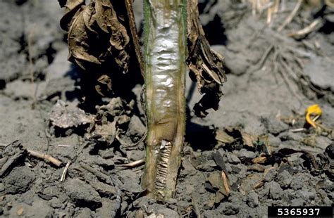 Verticillium Wilt Verticillium Dahliae On Sunflower Helianthus Spp