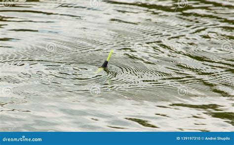 Flotador Para Los Pescados De Cogida En La Superficie Del Agua Foto De