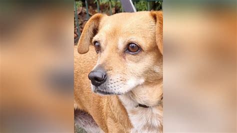Tierheim Bottrop Hündin Luna 11 sucht neues Zuhause