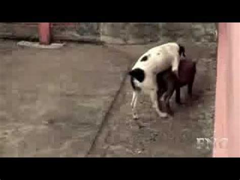 Akhir Dzaman Anjing Kawin Dengan Babi YouTube