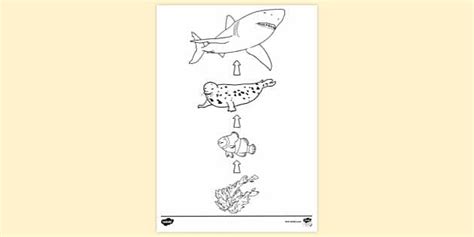 FREE Ocean Food Chain Colouring Sheet Colouring Sheets