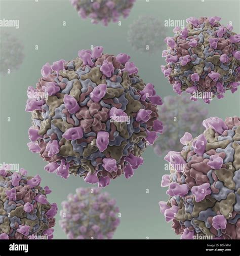 Cryo Em Estructura El Virus Coxsackie Del Grupo B M Strain Es Receptor