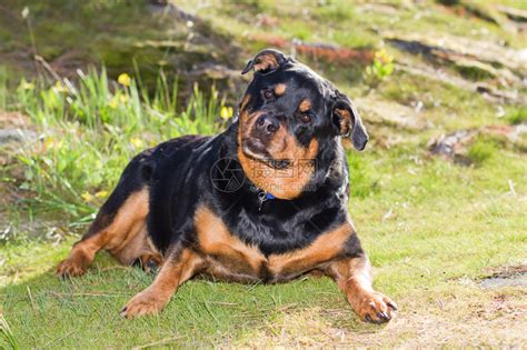 美丽的成年雌罗威纳犬躺在绿色的春草上高清图片下载 正版图片504758158 摄图网