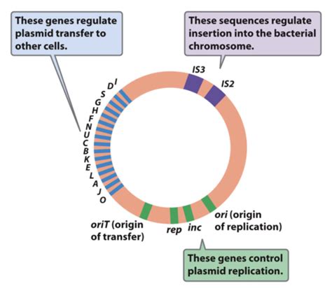 Genetics Ch Flashcards Quizlet