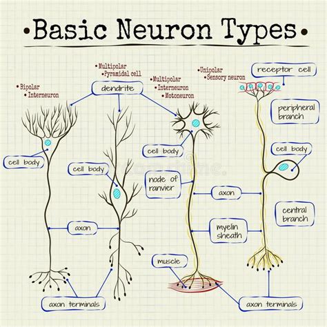 Basic Types Of Neurons Royalty Free Illustration Medical School Stuff