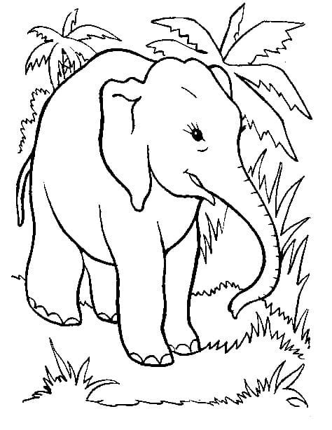 Elefant Im Wald Ausmalbilder Kostenlos Herunterladen Ausdrucken Oder