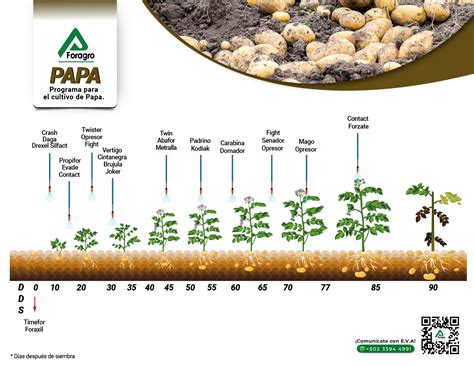 Programas Nicaragua Foragro