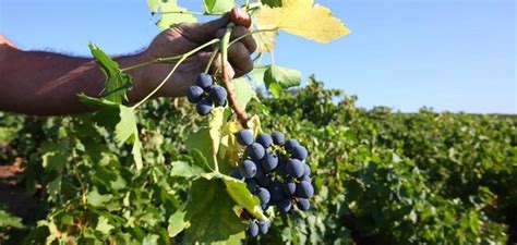La fuerte granizada provoca daños en los viñedos de la DO Bierzo en