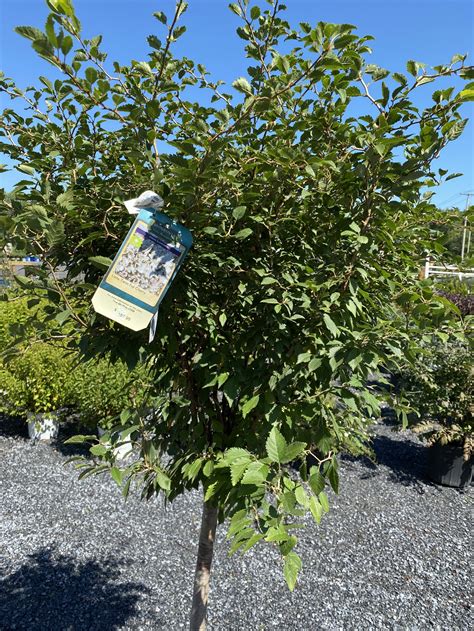 AD70FBF1 D66A 4095 ABF3 B544BB203049 Kulak S Nursery Landscaping