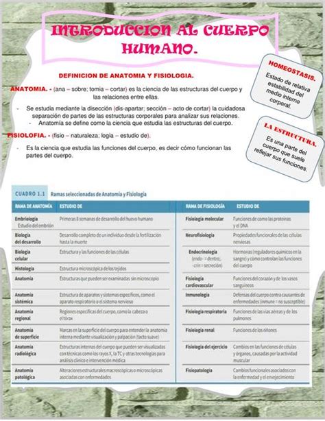 Introduccion Al Cuerpo Humano Ruby Lara UDocz