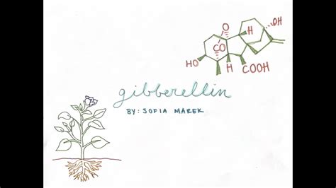 AP Biology Cell Communication Project Gibberellin YouTube