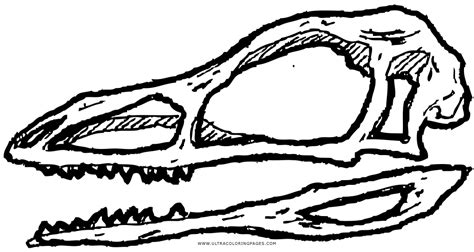 Compsognathus Skull Coloring Page Ultra Coloring Pages The Best Porn