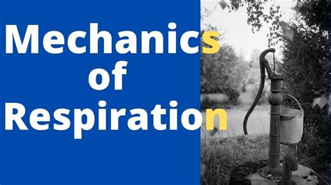 Mechanics Of Respiration Mechanism Of Respiration Piston Like Bucket