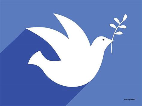 Por qué la paloma blanca es símbolo universal de la paz Acá algunos