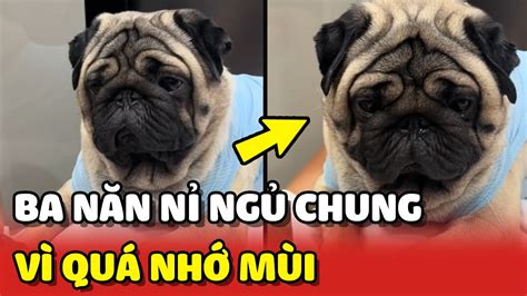 Chú chó cưng mỗi đêm được Ba năn nỉ NGỦ CÙNG vì QUÁ NHỚ Yêu Lu