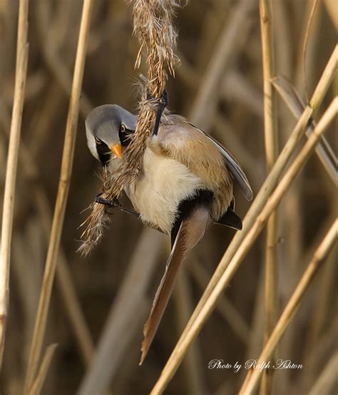 Swinging Beared Tit Just Hanging Around Bearded Tit Ralph Ashton Flickr