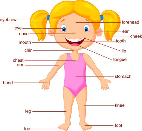 Partes Del Cuerpo En Ingl S Para Ni Os Funciona