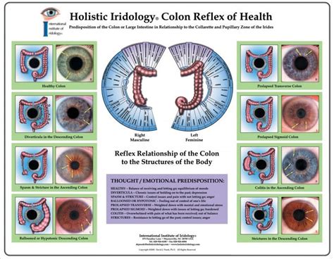 Charts Dr Pesek S Holistic Iridology Iridology Chart Iridology Colon