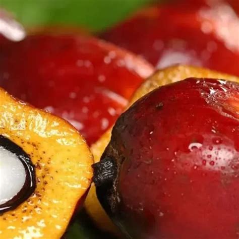 Mengenal Buah Kelapa Sawit PT Prima Khatulistiwa Sinergi