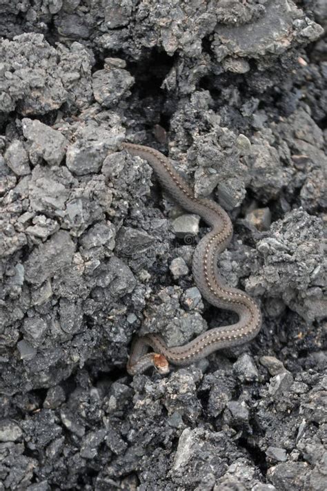 Common Black Maritime Garter Snake Stock Photo Image Of Canada Head