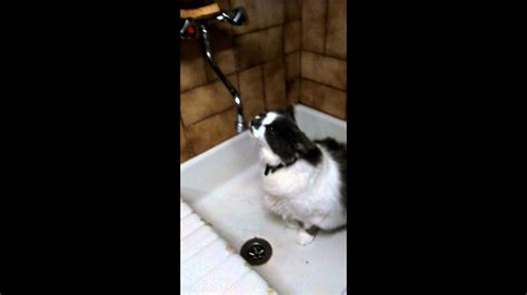 Ma Chatte Abby Qui Boit Au Robinet Dans L évier Youtube