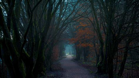 Fondos de pantalla naturaleza paisaje oscuro bosque Árboles