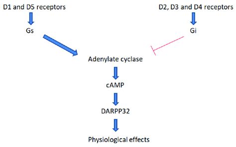 Mechanism Of Action Of Dopaminergic Receptors The Binding Of Dopamine