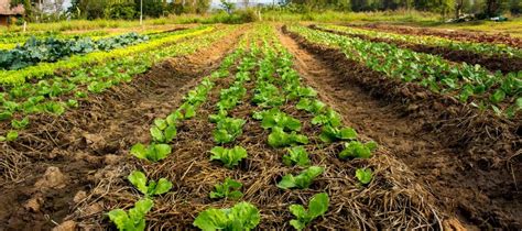 How Does Crop Rotation Help Soil Fertility Storables