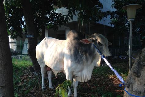 Sapi Kurban Terberat Milik Presiden Jokowi Di Istiqlal ANTARA News