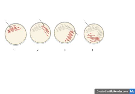 Streak Dilution And Colony Morphology Flashcards Quizlet
