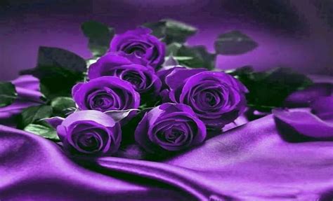 Rosas moradas morado bonito satén rosas flores naturaleza Fondo