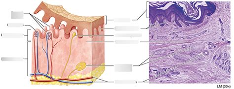 Structure Of The Dermis Diagram Quizlet