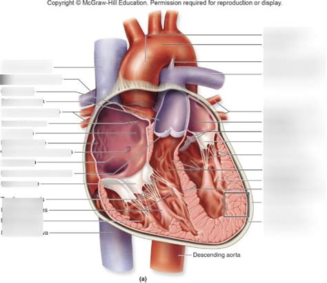 Labeling Heart Diagram Quizlet