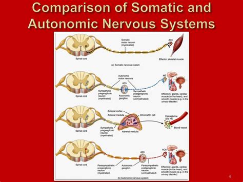 PPT Autonomic Nervous System I And II PowerPoint Presentation Free
