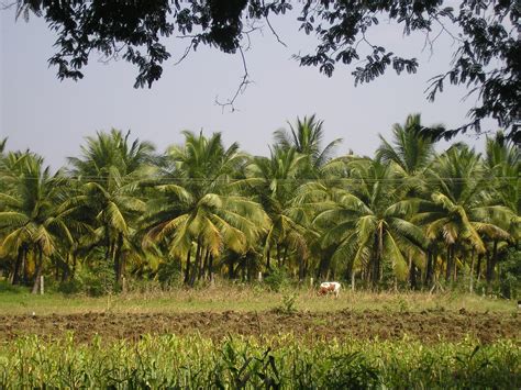 Wallpaper ID 852524 Trees Farmer Sky Palm Trees Tranquil Scene