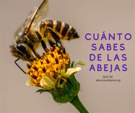 Cuánto sabes de las abejas Educación Ecocolmena