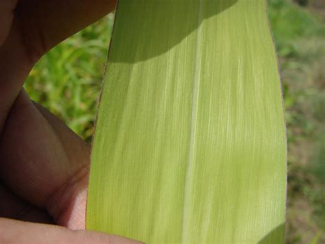 Plantwise Knowledge Bank