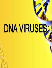Understanding Parvoviruses Infections Diseases And Course Hero
