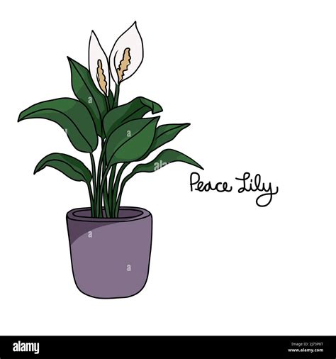 Peace Lily Drawing