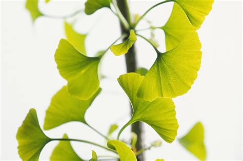 Ginkgo Biloba Benefits Side Effects Dosage And Interactions