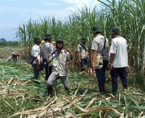 PTPN III Catat Kenaikan Produksi Komoditas Perkebunan Pasca