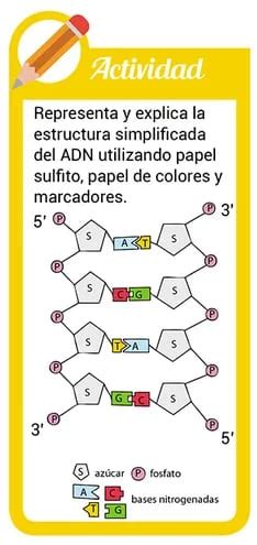 Estructura del ADN ácido desoxirribonucleico Escolar ABC Color