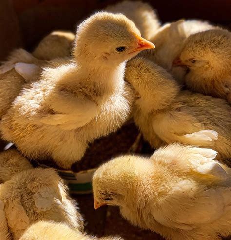 Cómo criar pollos de engorde Mi Gallina