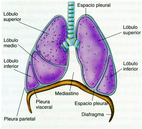 Un Ejemplo De Los Pulmones Y El Sistema Respiratorio Brainly Lat The