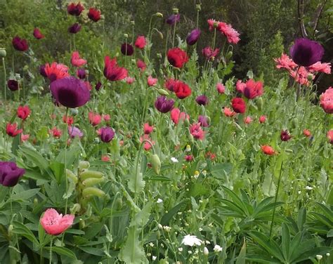 Poppy Seed Mix Rare Poppy Flower Seeds Poppy Seeds Rare Etsy