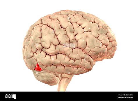 Brain Inferior View Hi Res Stock Photography And Images Alamy